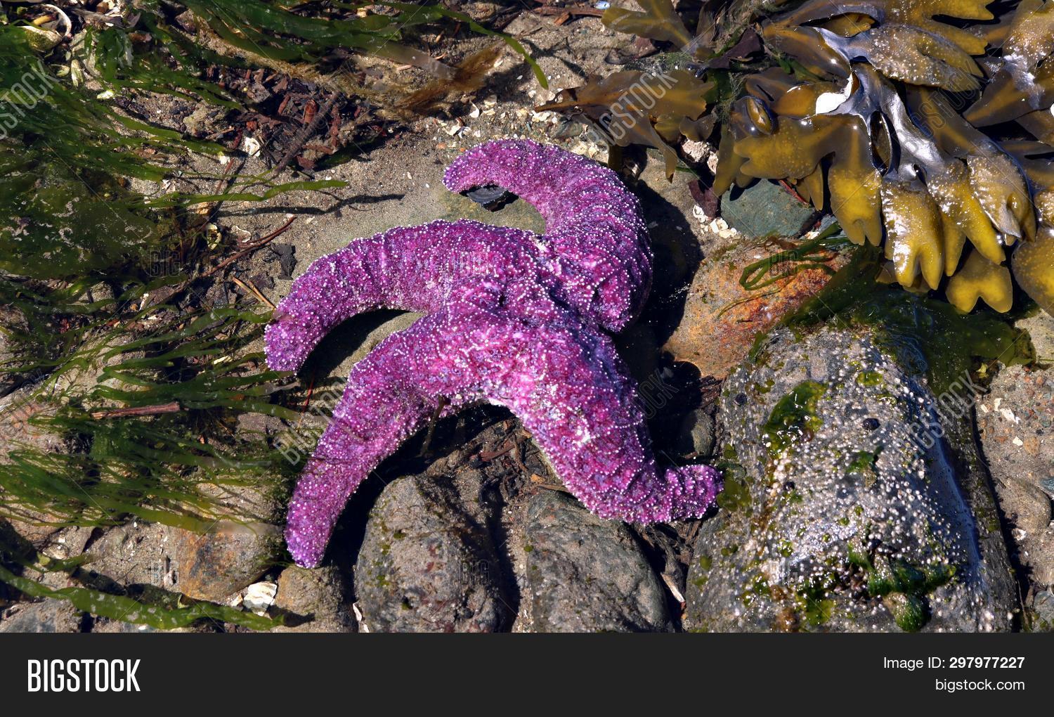 Close Purple Sea Star Image & Photo (Free Trial) | Bigstock