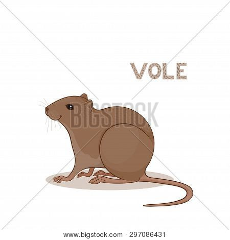 Cartoon Cute Vole, Vector & Photo (Free Trial) | Bigstock