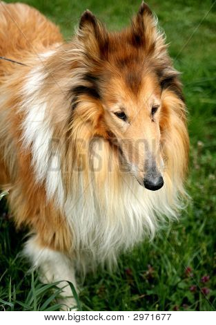 Lassy Type Dog Image & Photo (Free Trial) | Bigstock