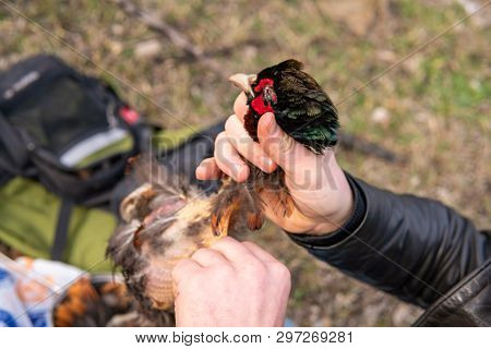 Fowl Preparing, Image & Photo (Free Trial) | Bigstock