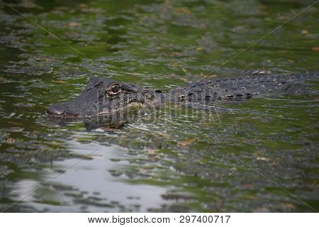 Stunning Stalking Image & Photo (Free Trial) | Bigstock