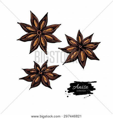 Anise Star Vector Vector & Photo (Free Trial) | Bigstock