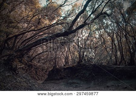 Mysterious Path Creepy Image & Photo (Free Trial) | Bigstock