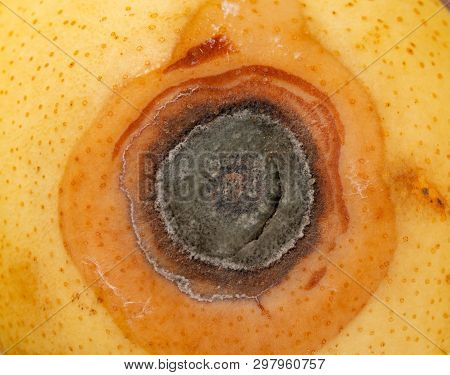 Overripe Pear Close On Image & Photo (Free Trial) | Bigstock