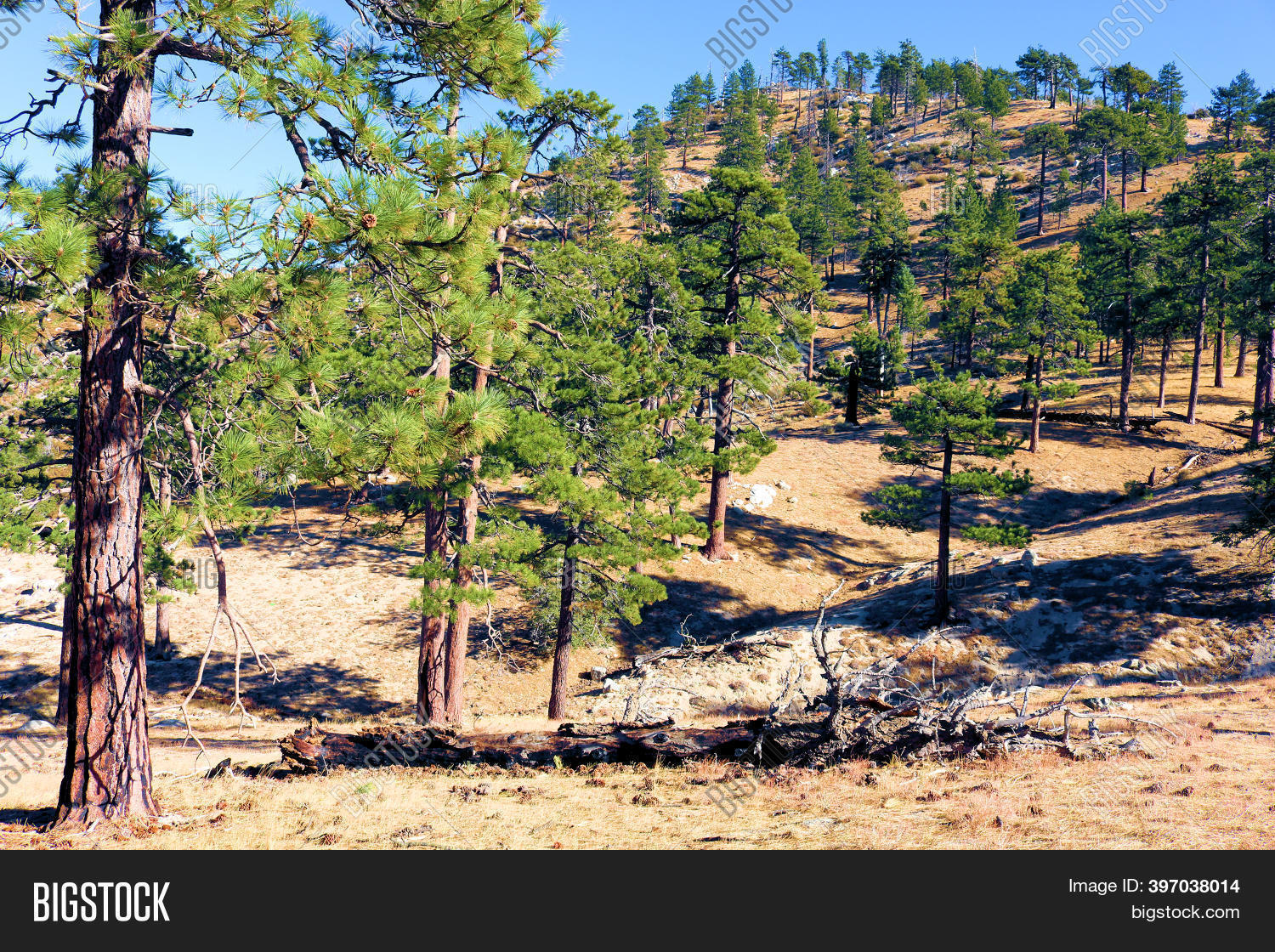Low Laying Grass On Image & Photo (Free Trial) | Bigstock