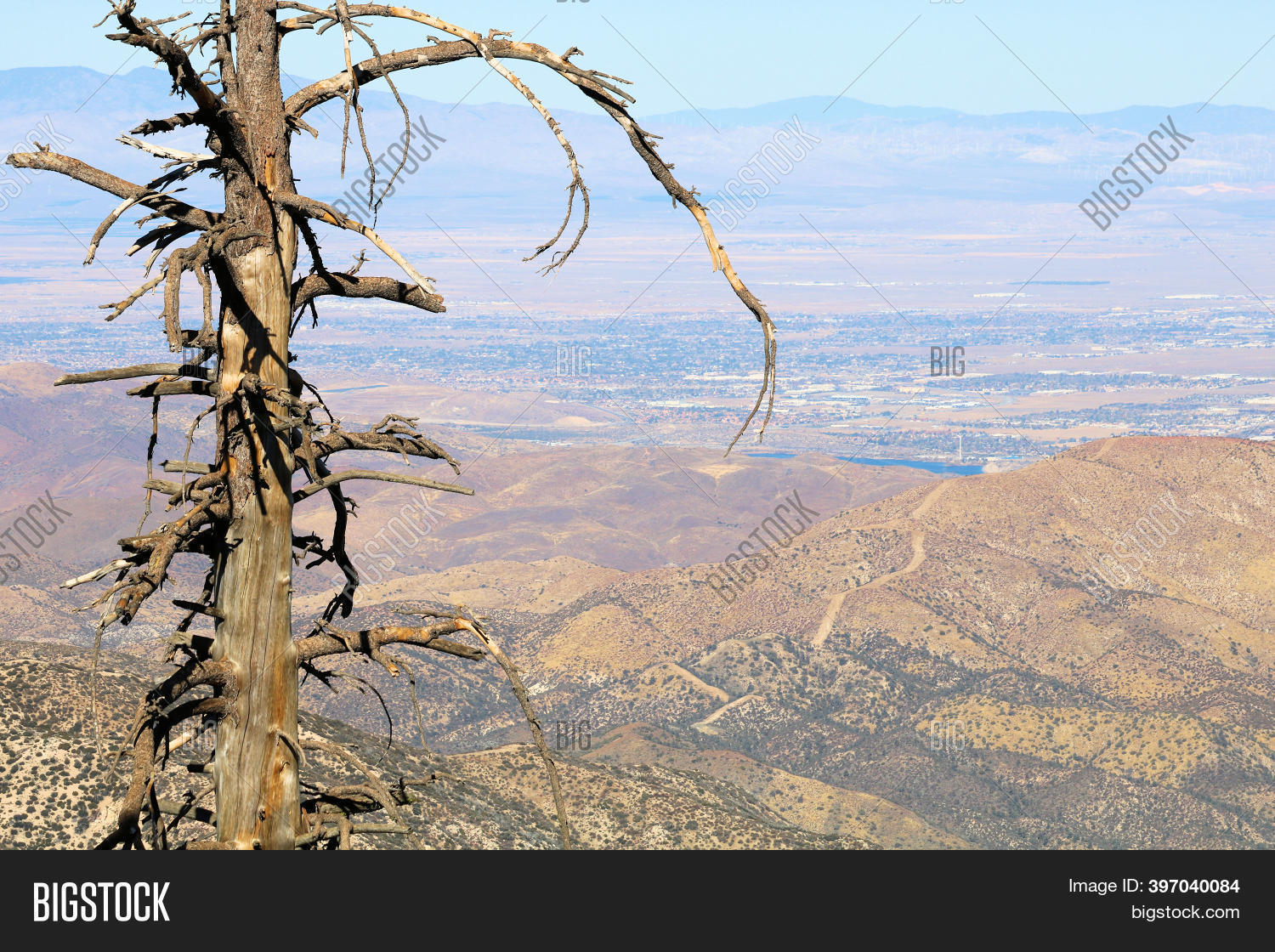 Burnt Pine Tree Caused Image & Photo (Free Trial) | Bigstock