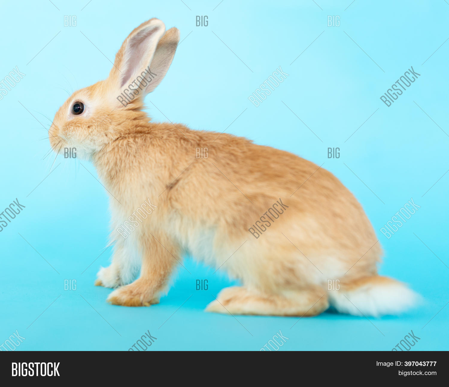 Furry Rabbit Cute On Image & Photo (Free Trial) | Bigstock