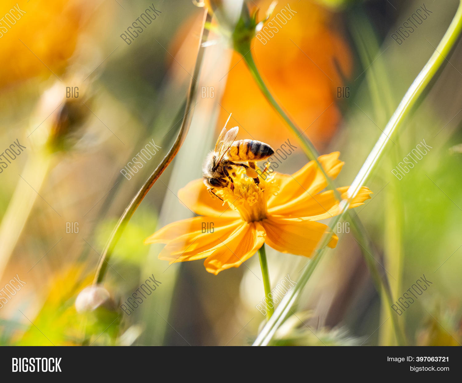 Japanese Honey Bee, Image & Photo (Free Trial) | Bigstock
