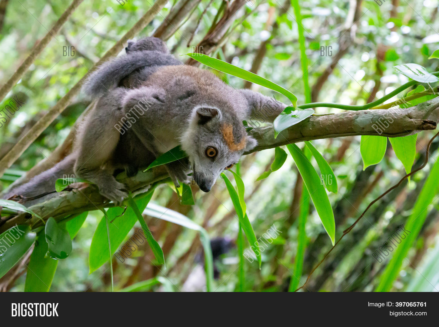 Crown Lemur On Tree Image & Photo (Free Trial) | Bigstock