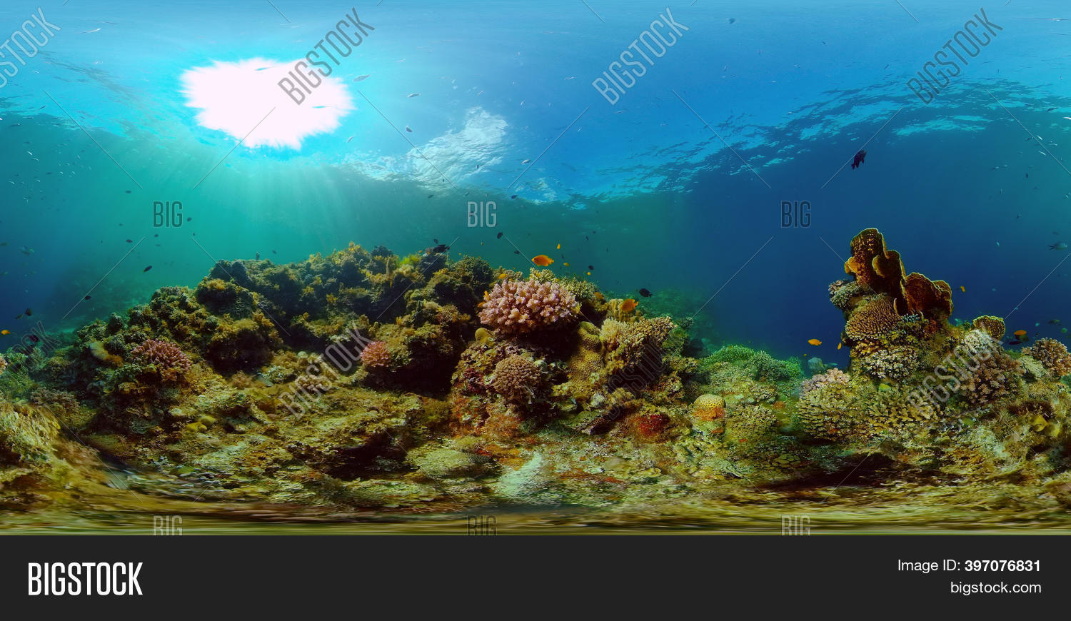 Reef Coral Scene. Image & Photo (Free Trial) | Bigstock