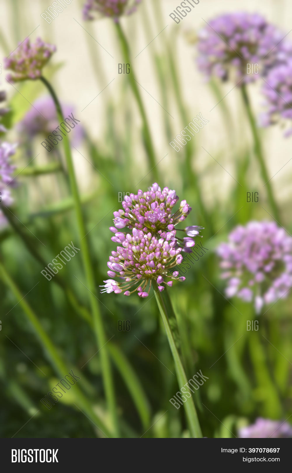 Giant Onion Flowers - Image & Photo (Free Trial) | Bigstock