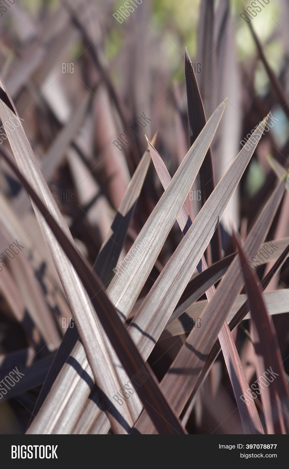 Cabbage Palm Red Star Image & Photo (Free Trial) | Bigstock