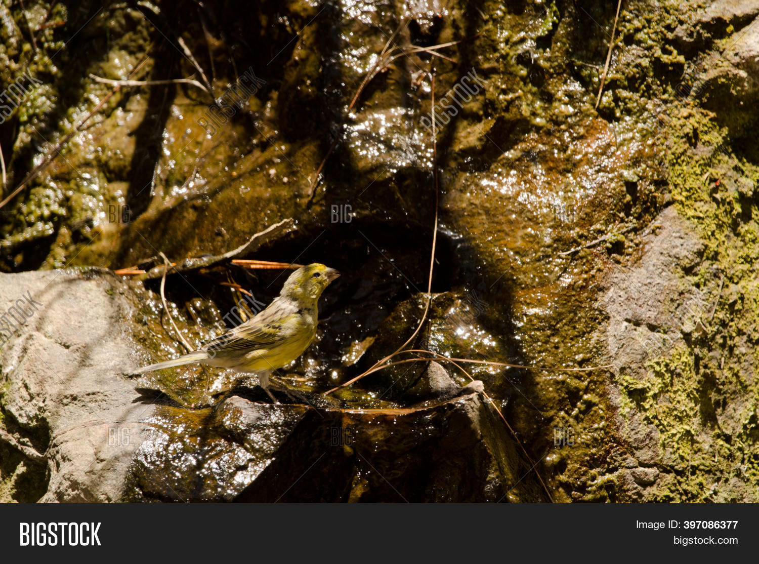 Male Atlantic Canary Image & Photo (Free Trial) | Bigstock