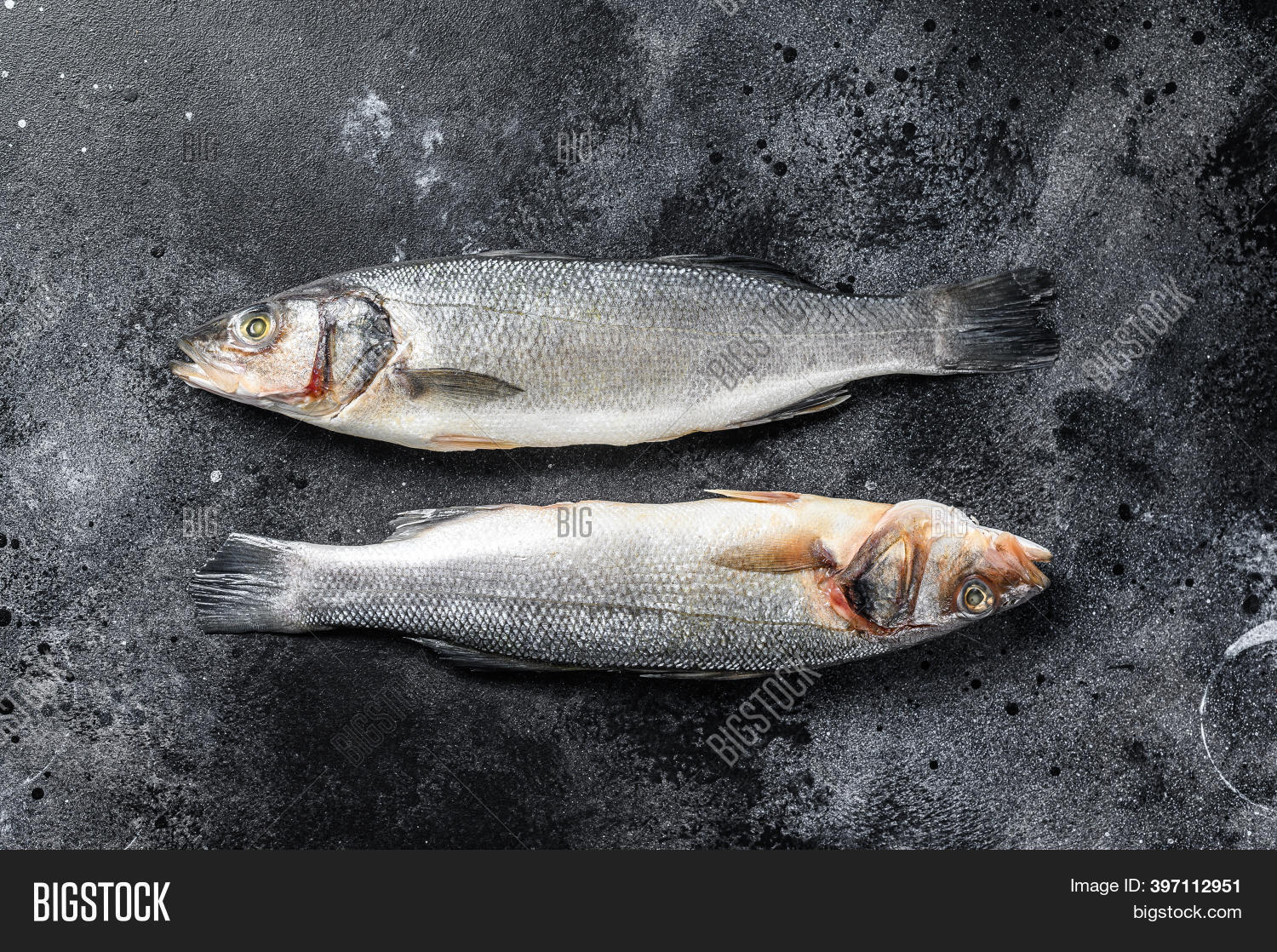 Sea Bass Fish, Raw Image & Photo (Free Trial) | Bigstock
