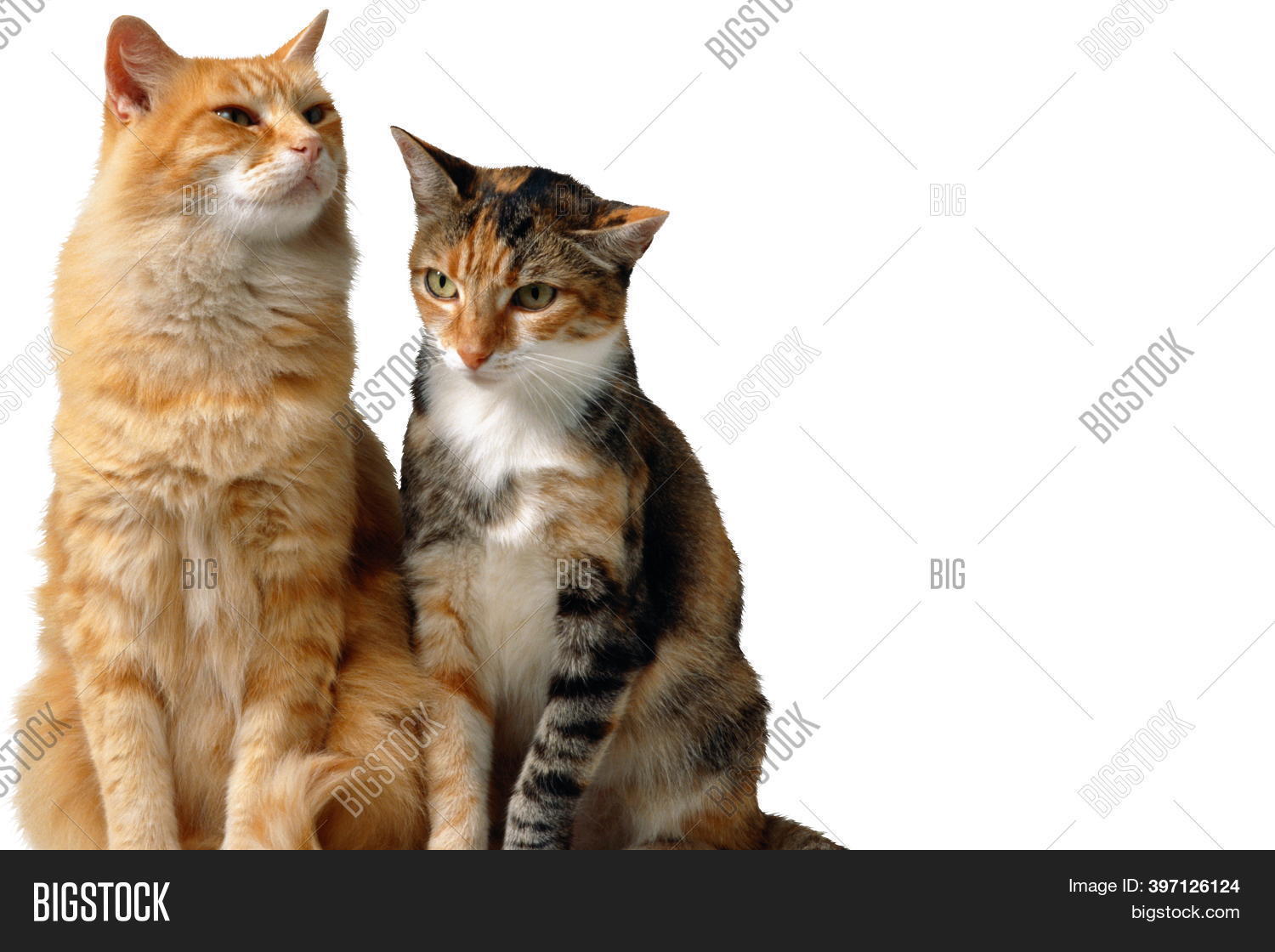 Majestic Duo Two Cats Image & Photo (Free Trial) | Bigstock