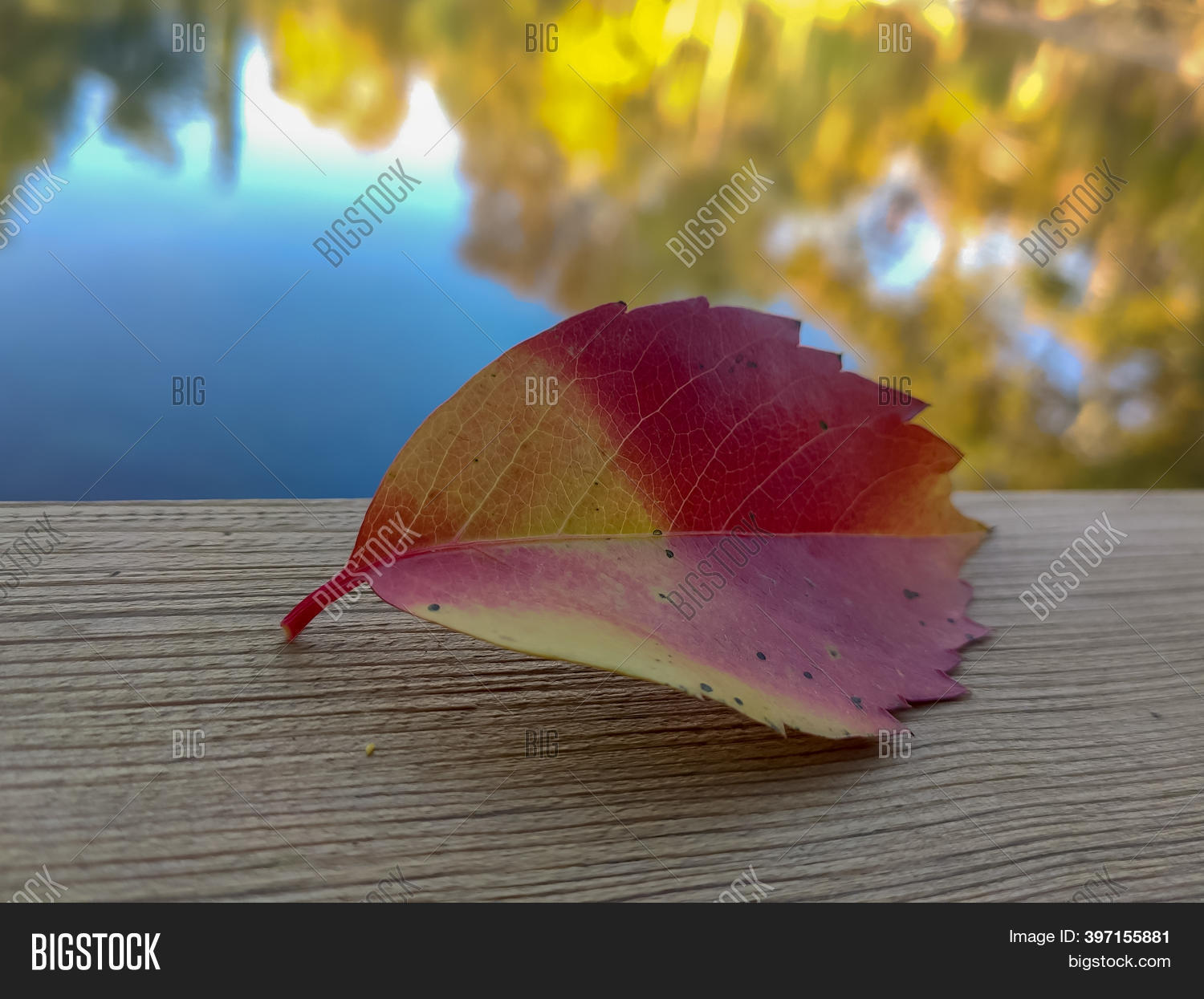 Leaf Reflecting Colors Image & Photo (Free Trial) | Bigstock