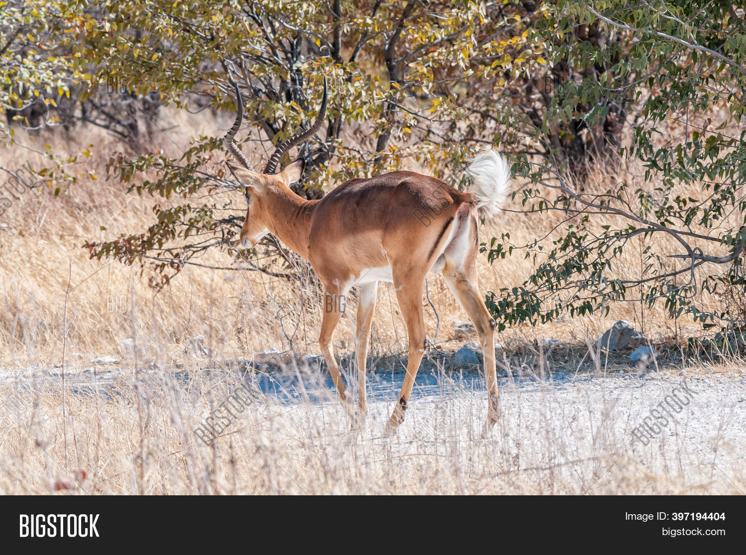 Black-faced Impala Ram Image & Photo (Free Trial) | Bigstock