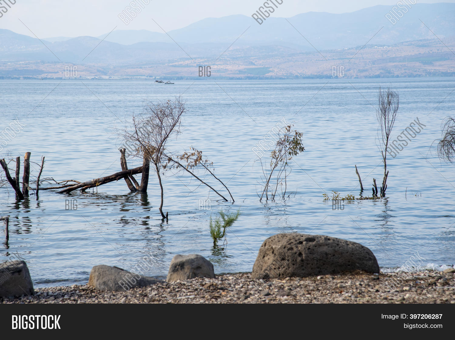 Trees Tree Trunks Sunk Image & Photo (Free Trial) | Bigstock