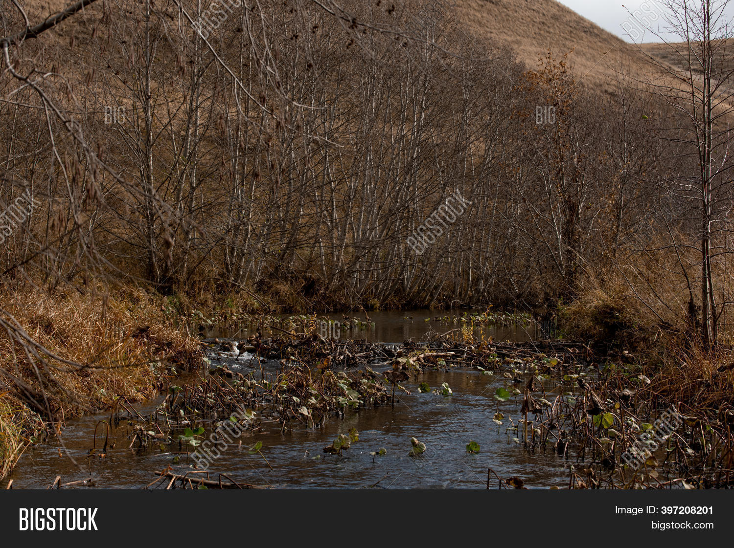 Autumn Gray Landscape Image & Photo (Free Trial) | Bigstock