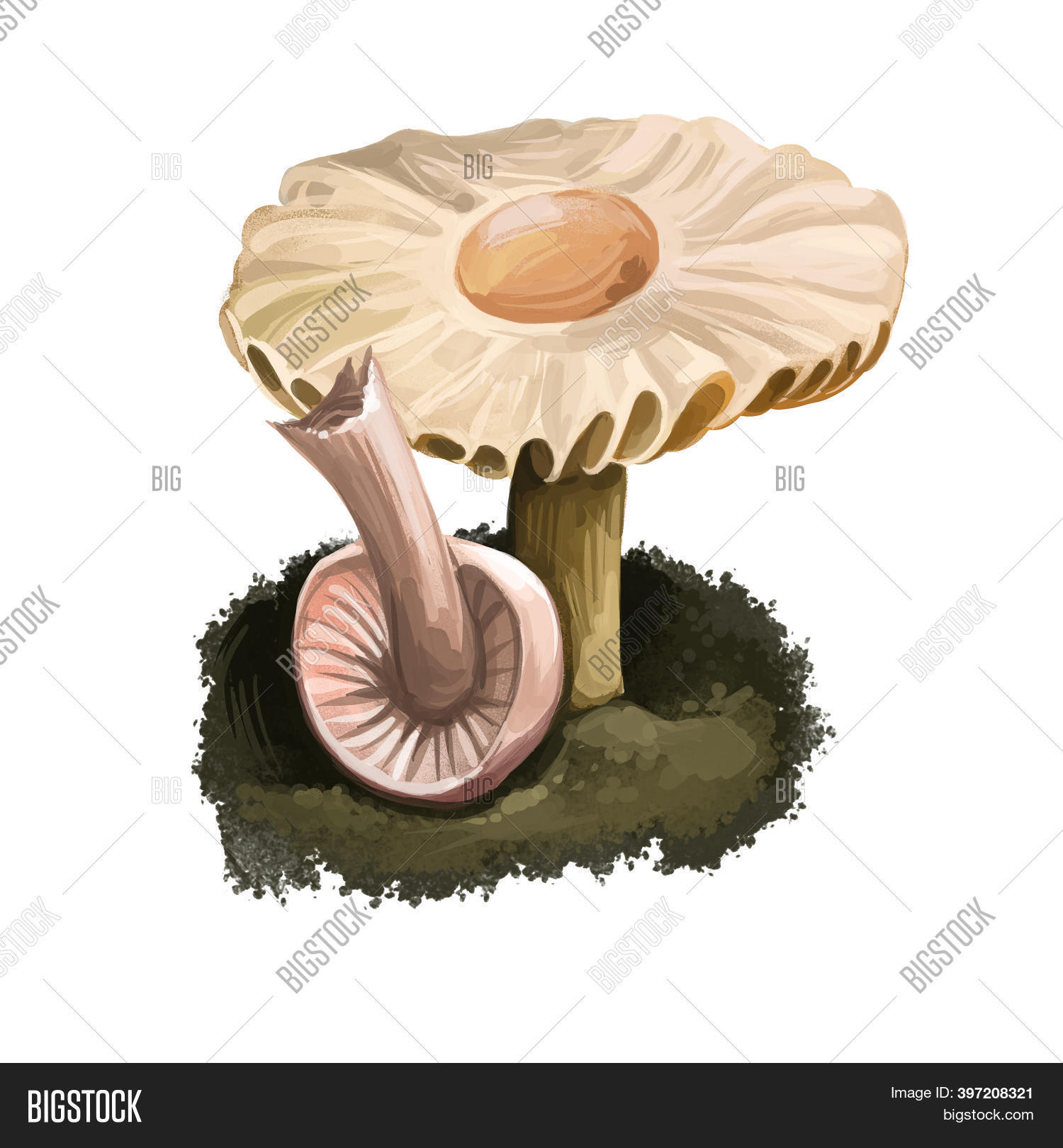 Marasmius Oreades Image & Photo (Free Trial) | Bigstock