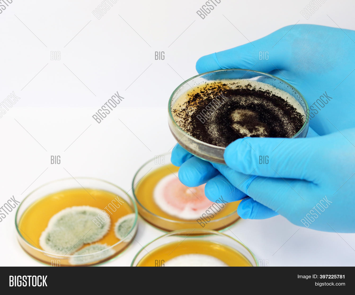 Malt Extract Agar Image & Photo (Free Trial) | Bigstock