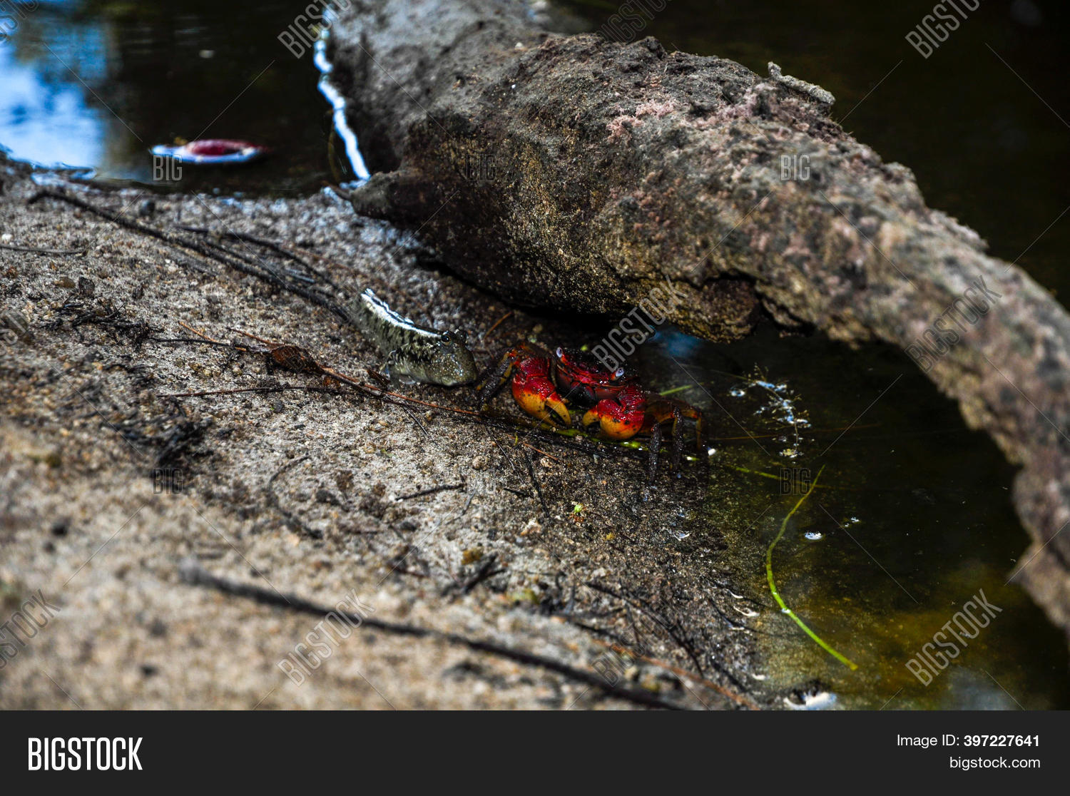 Neosarmatium Meinerti Image & Photo (Free Trial) | Bigstock