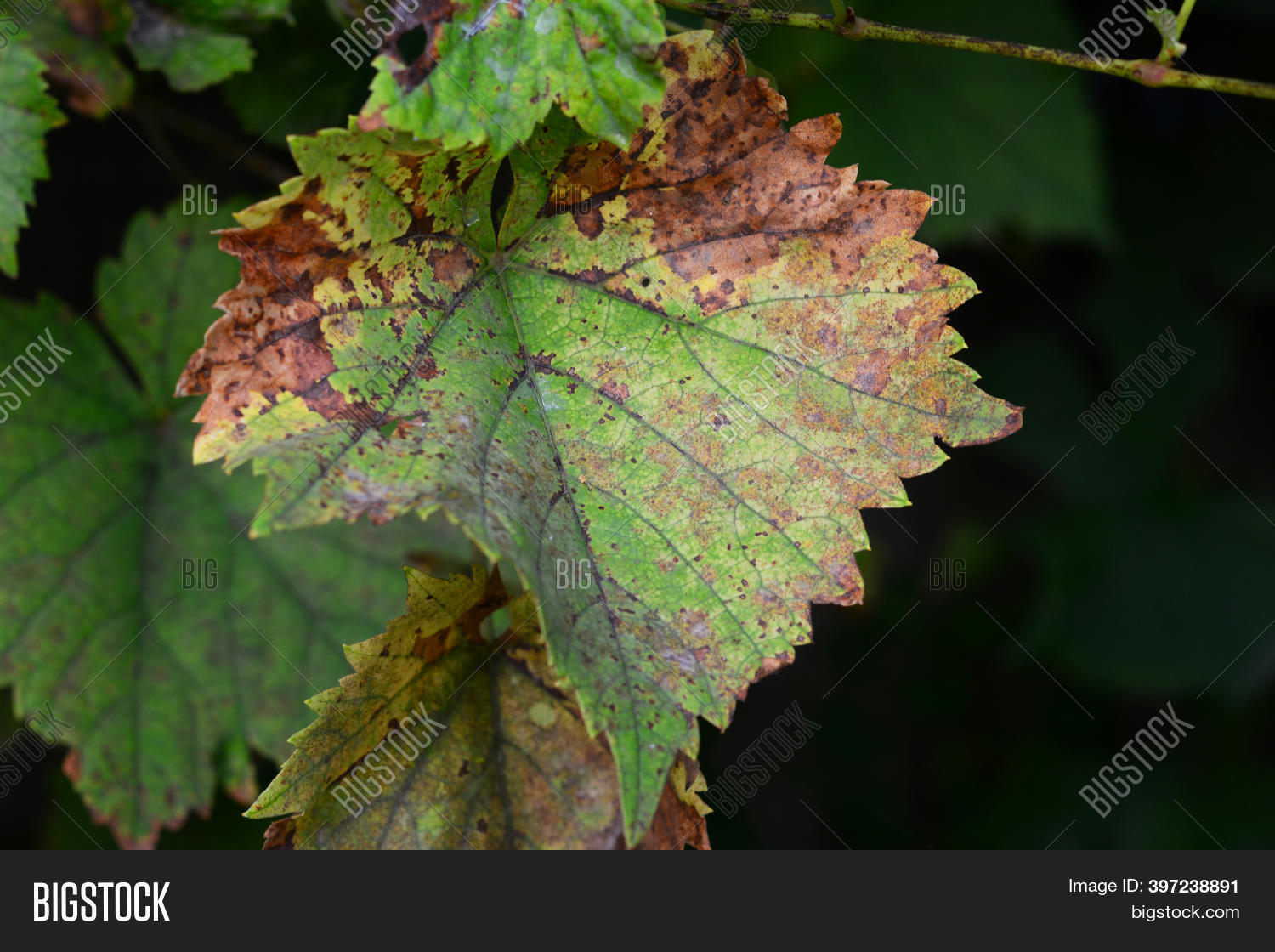 Anthracnose Grapes, Image & Photo (Free Trial) | Bigstock