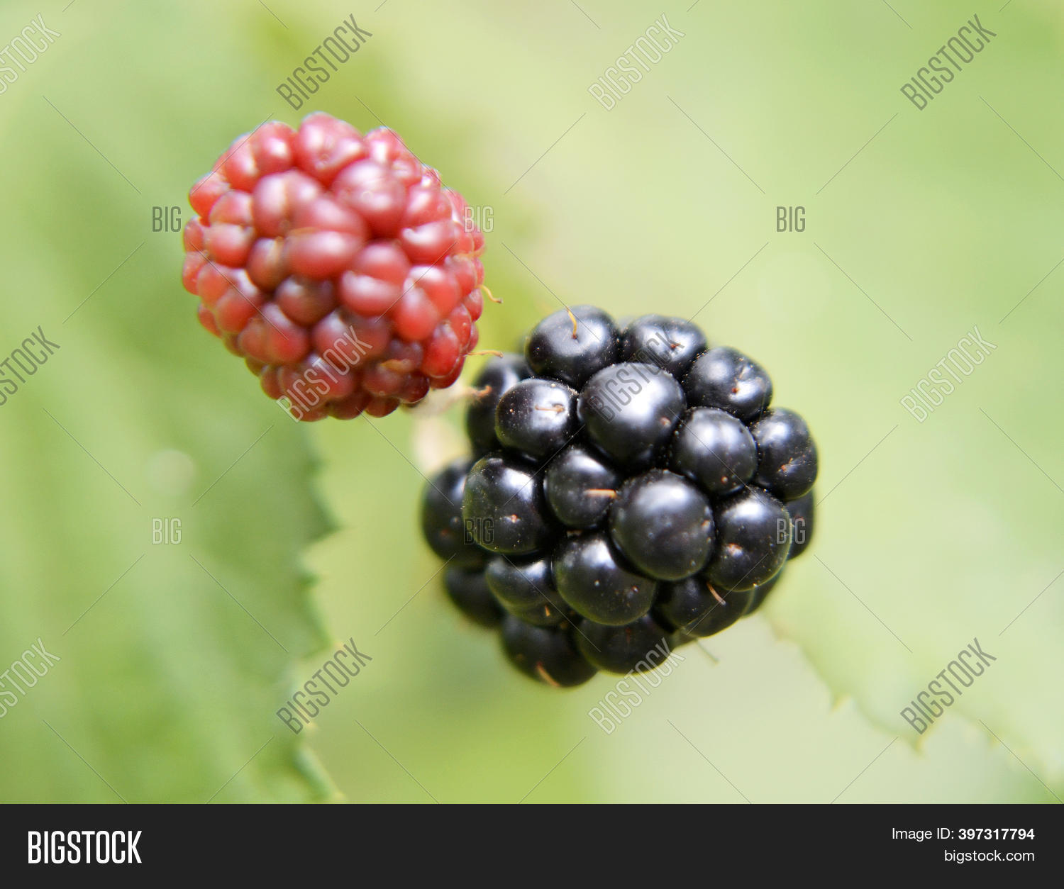 Photography Whole Ripe Image & Photo (Free Trial) | Bigstock