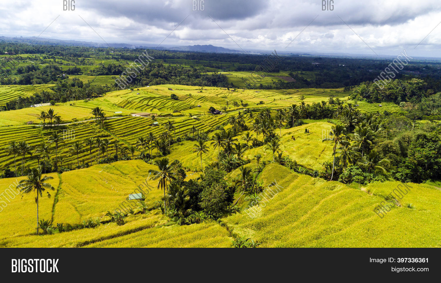Beautifful Rice Fields Image & Photo (Free Trial) | Bigstock
