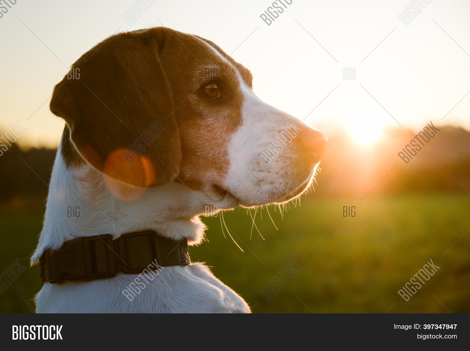 Dog Portrait Backlit Image & Photo (Free Trial) | Bigstock