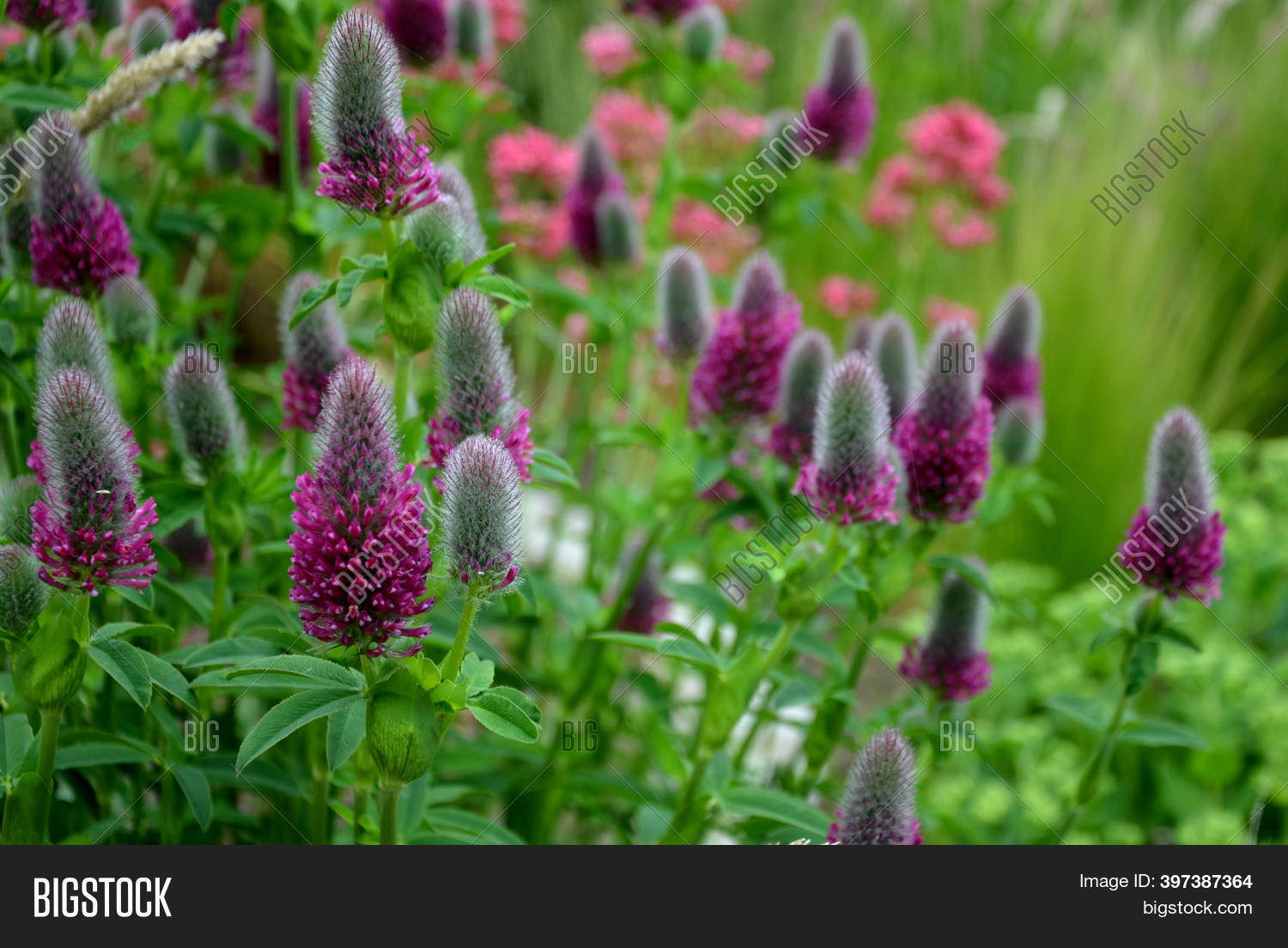 Red Clover Forms Dense Image & Photo (Free Trial) | Bigstock