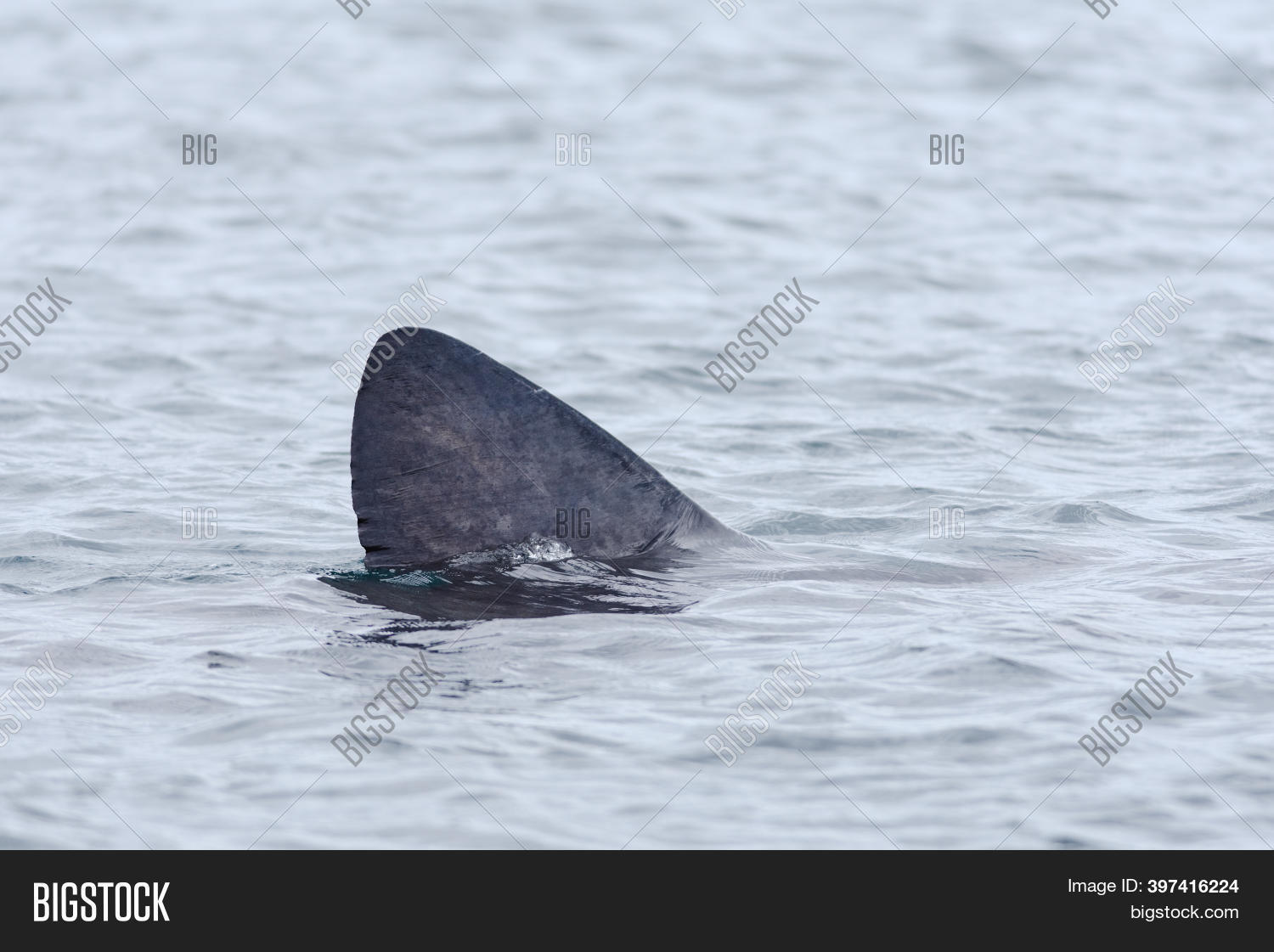 1 - Detailed Side Image & Photo (Free Trial) | Bigstock