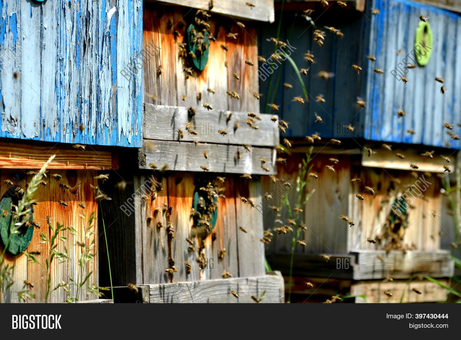 Bee Swarming Natural Image & Photo (Free Trial) | Bigstock