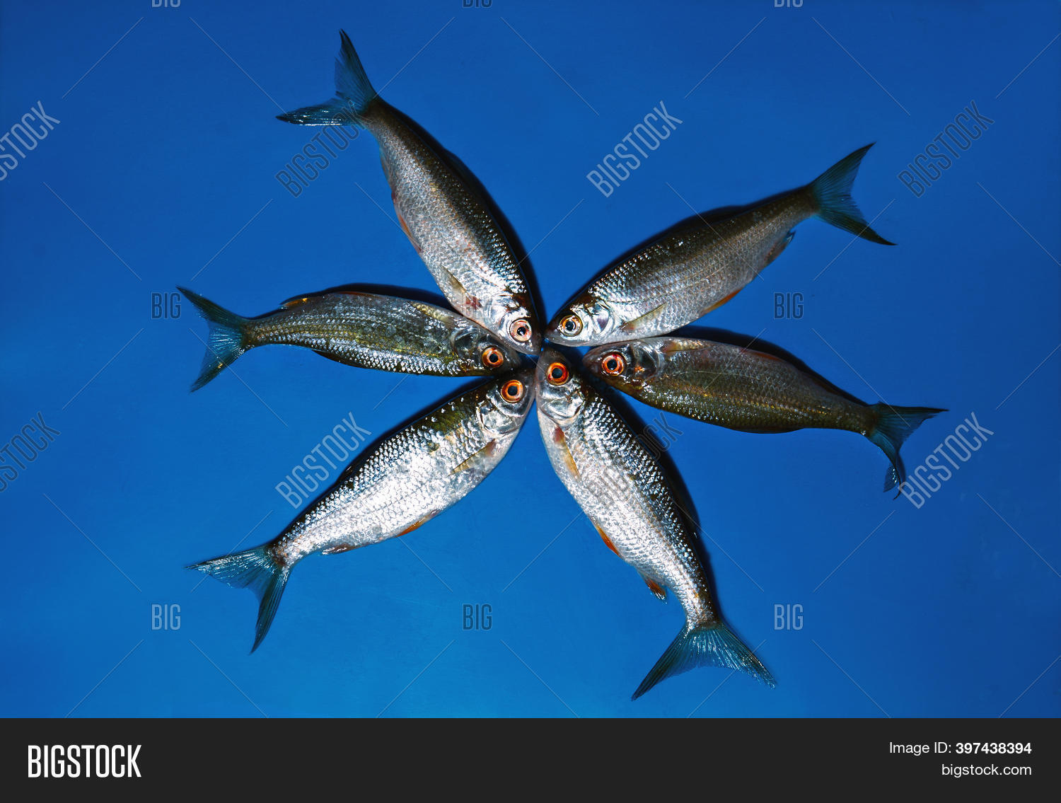 Six Fish Formed Shape Image & Photo (Free Trial) | Bigstock