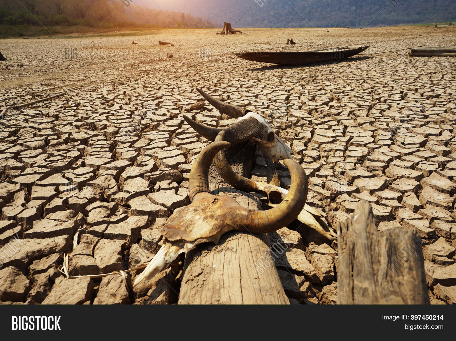 Skull Animal On Dry Image & Photo (Free Trial) | Bigstock