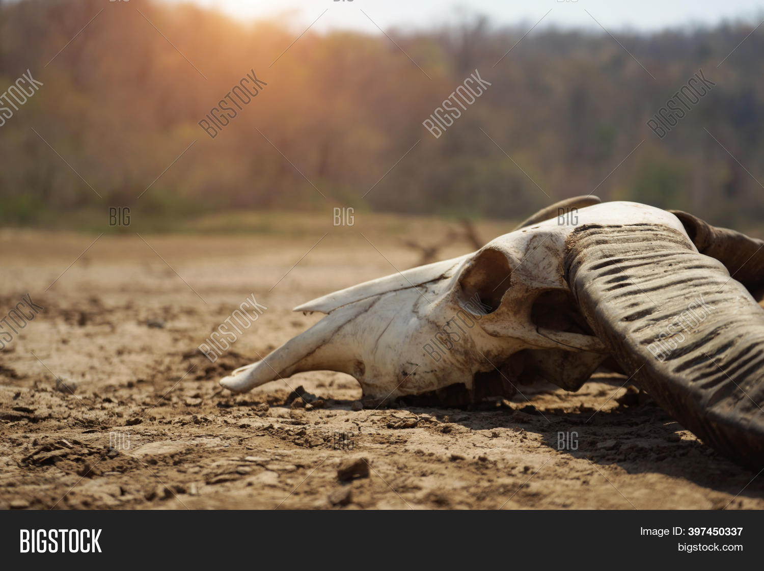 Skull Animal On Dry Image & Photo (Free Trial) | Bigstock
