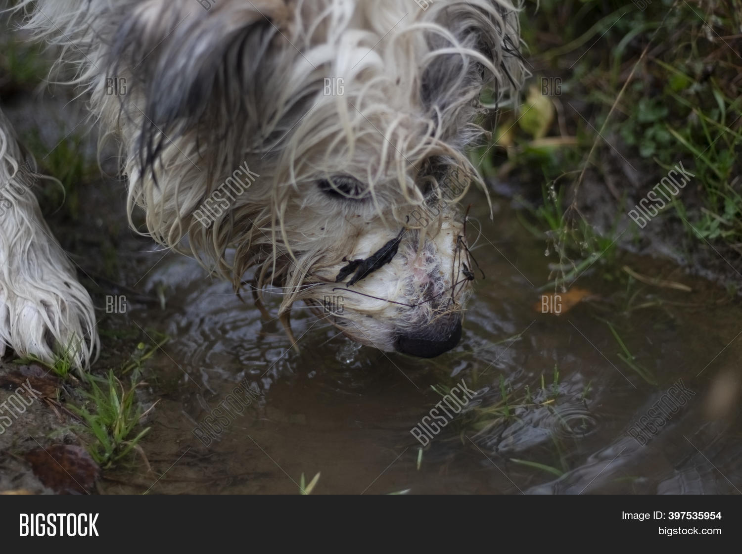 Dog Drinks Puddle. Dog Image & Photo (Free Trial) | Bigstock