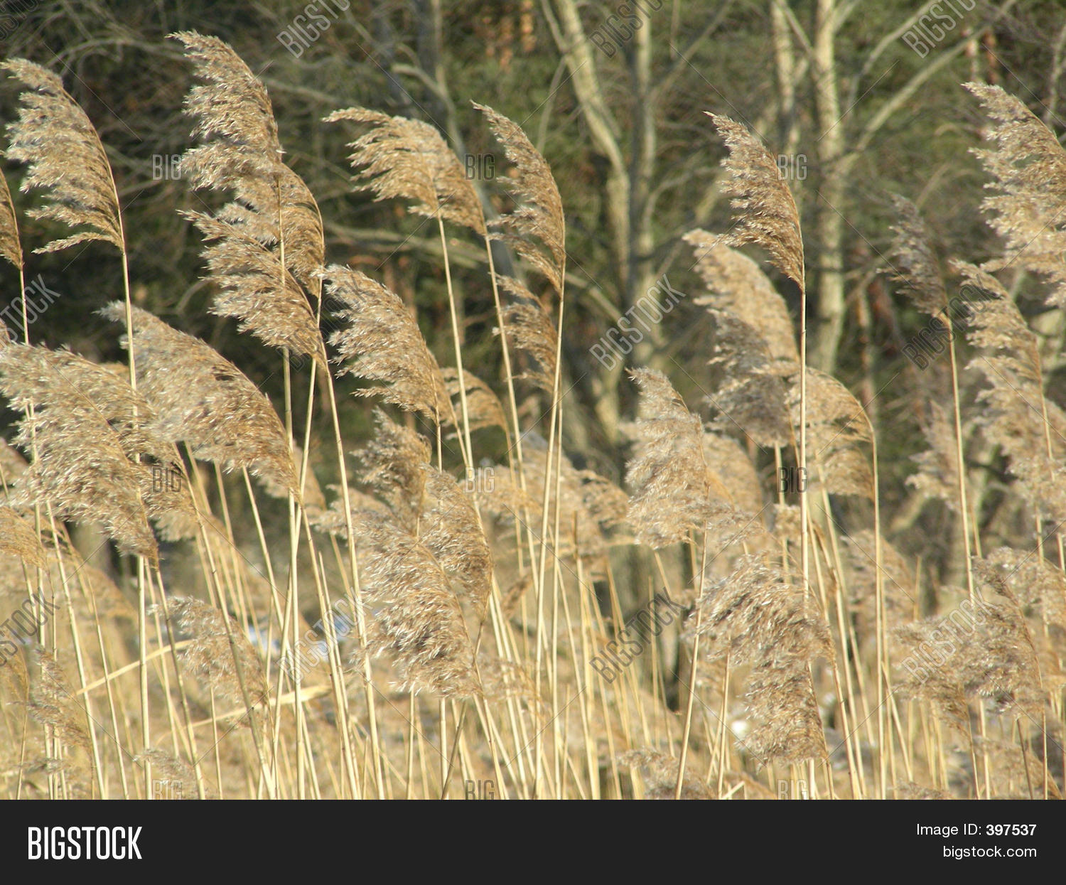 Winter Grass Image & Photo (Free Trial) | Bigstock