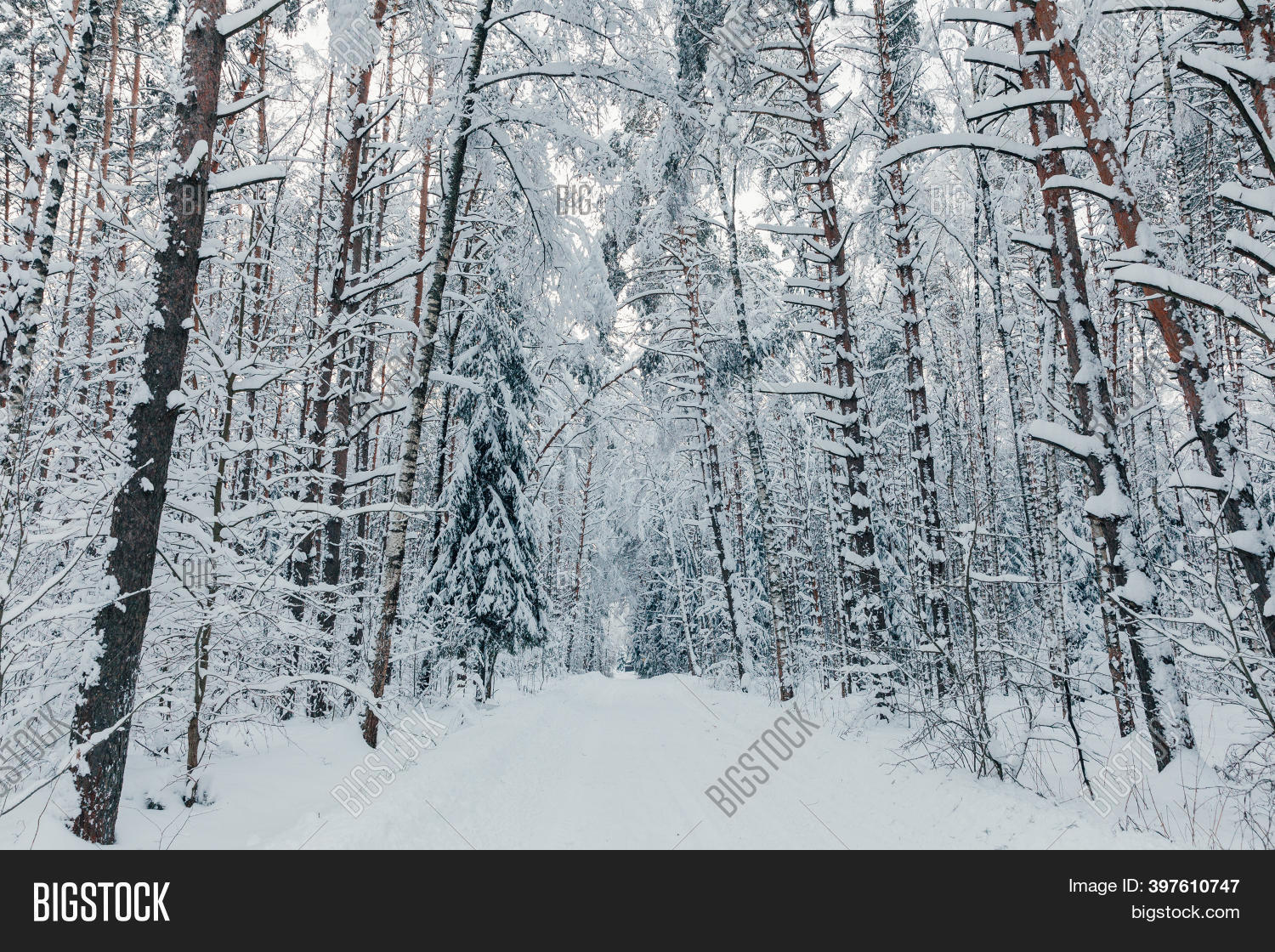 Winter Forest Road Image & Photo (Free Trial) | Bigstock