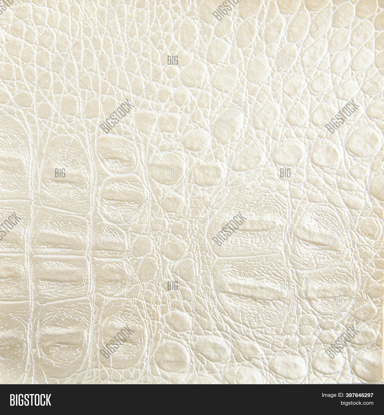Premium Ivory Image & Photo (Free Trial) | Bigstock