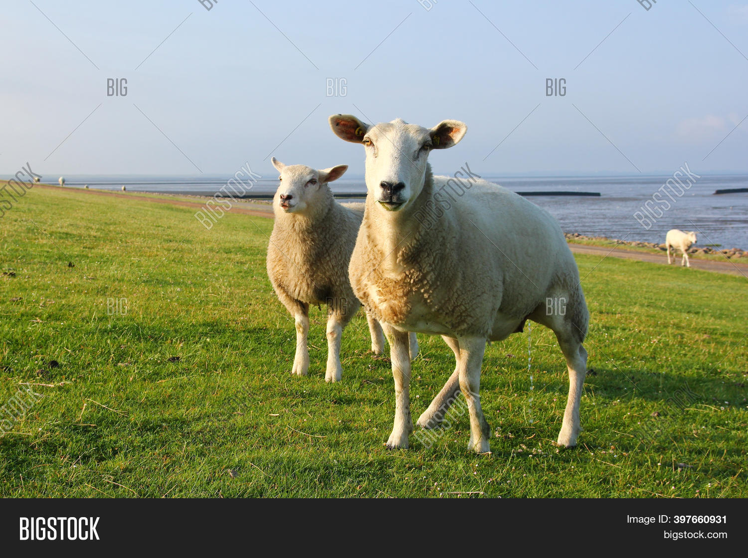 Sheep Looking You Image & Photo (Free Trial) | Bigstock