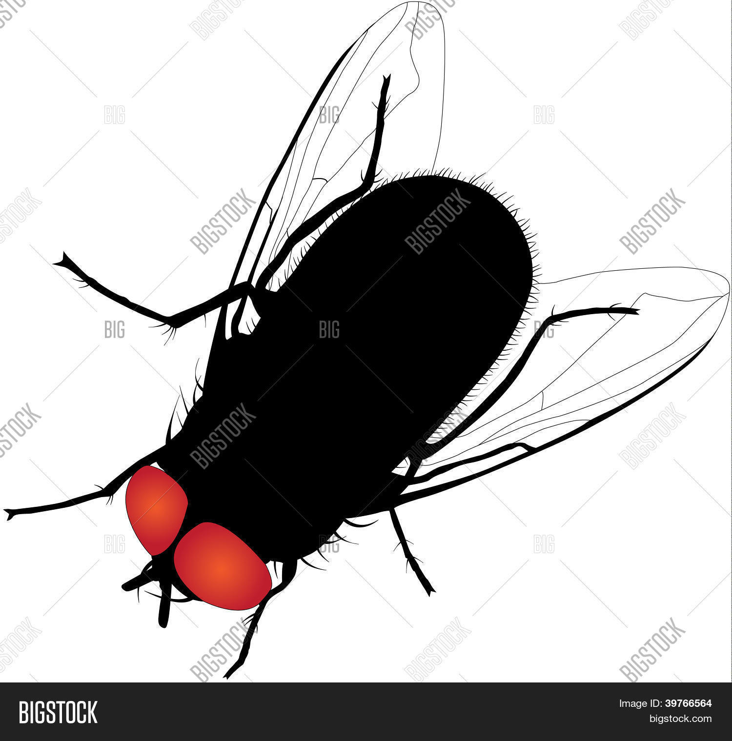 House Fly Vector Vector & Photo (Free Trial) | Bigstock