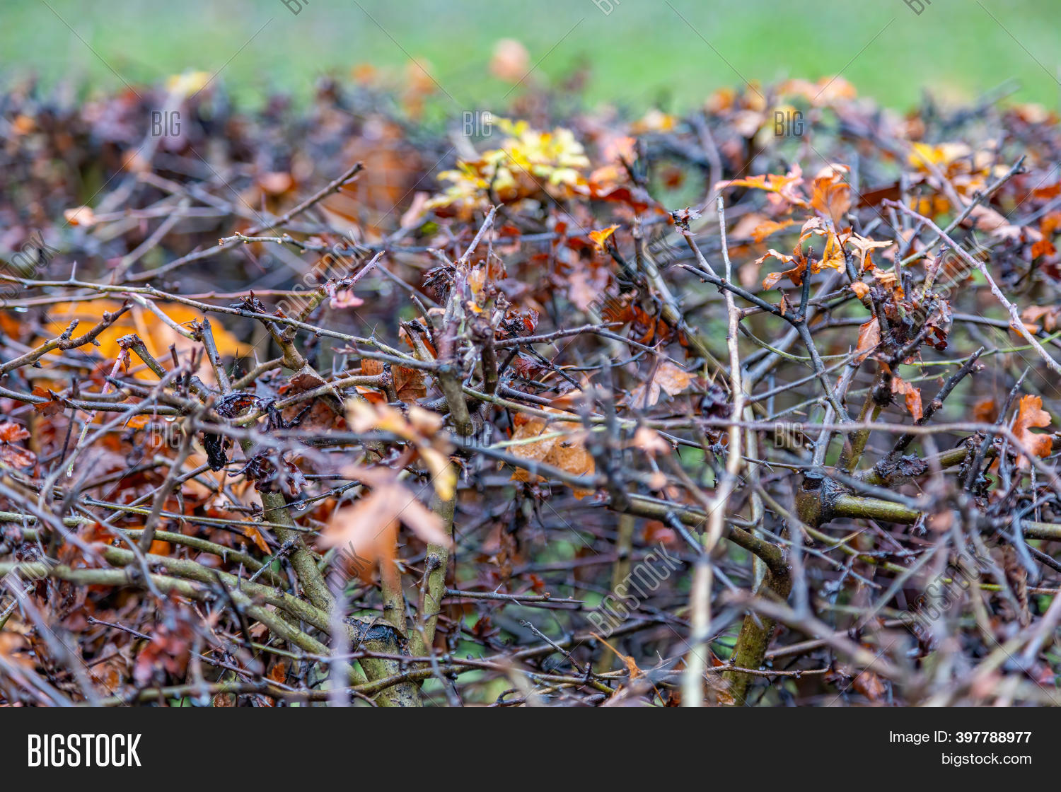 Fragile Dry Bush Image & Photo (Free Trial) | Bigstock