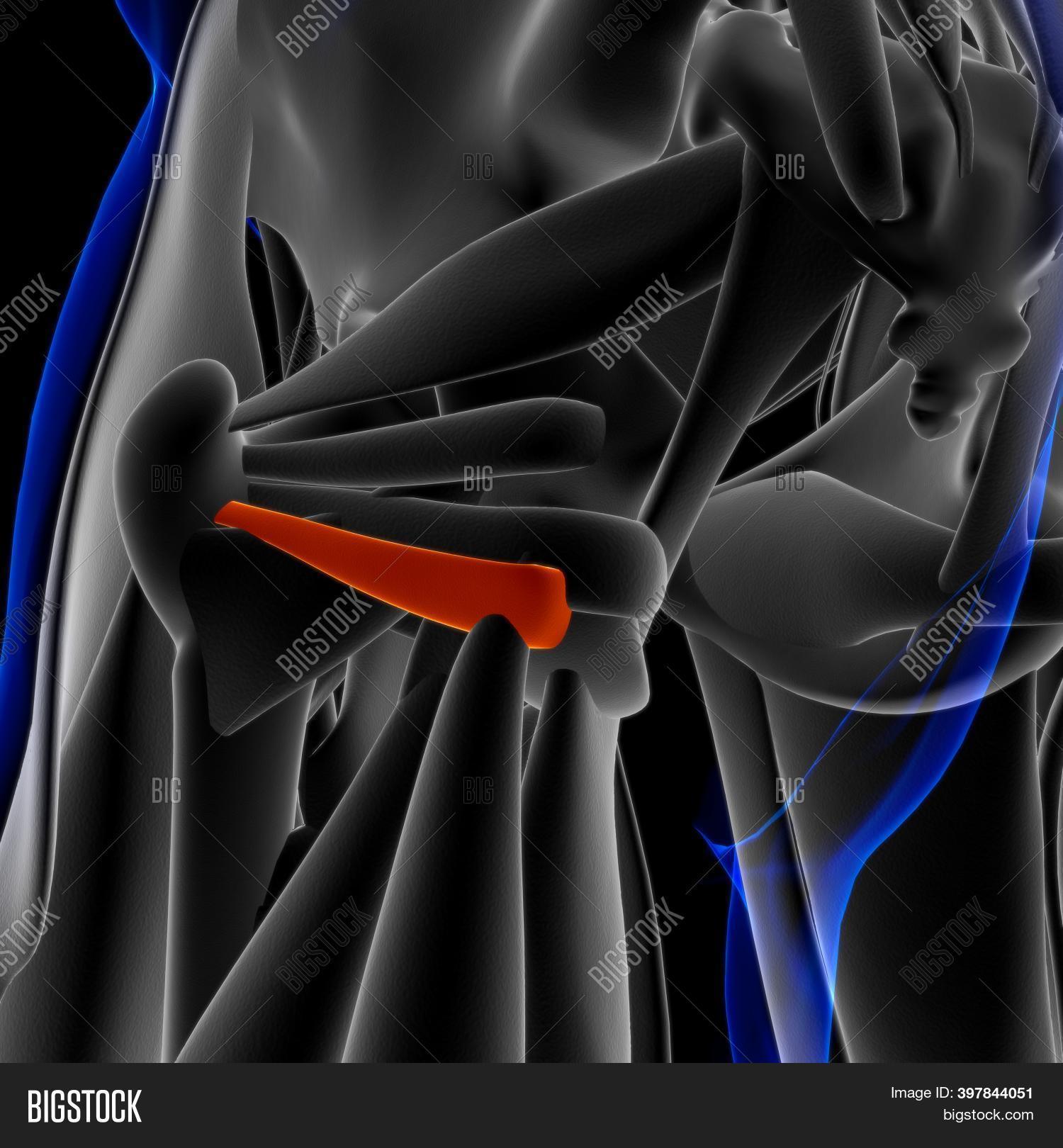 Inferior Gemellus Image & Photo (Free Trial) | Bigstock