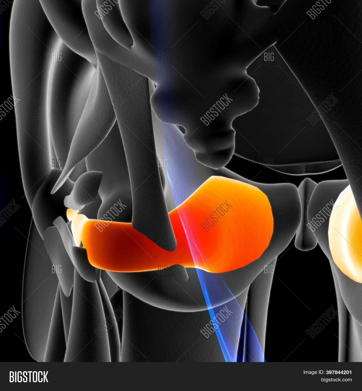 Obturator Internus Image & Photo (Free Trial) | Bigstock