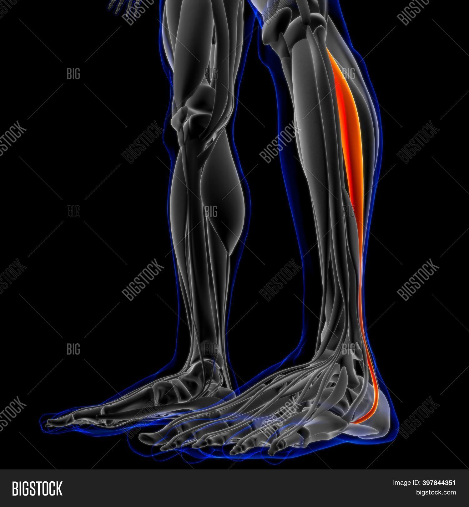 Peroneus Longus Muscle Image & Photo (Free Trial) | Bigstock