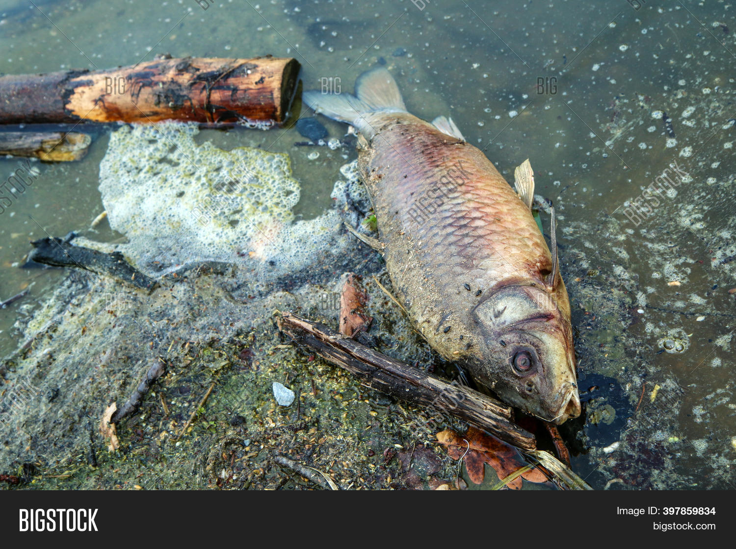 Dead Fish Pond Lying Image & Photo (Free Trial) | Bigstock