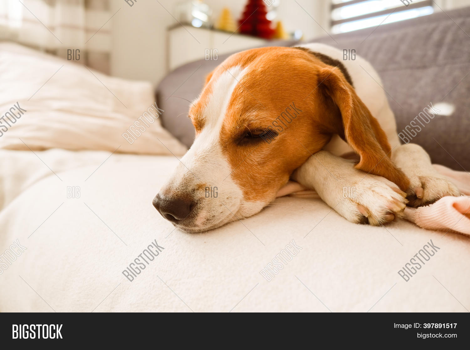 Beagle Dog Tired Image & Photo (Free Trial) | Bigstock