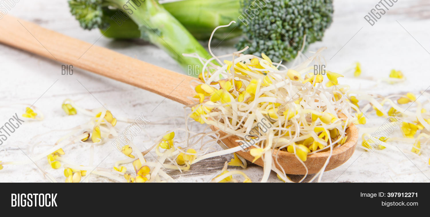 Broccoli Sprouts Fresh Image & Photo (Free Trial) | Bigstock