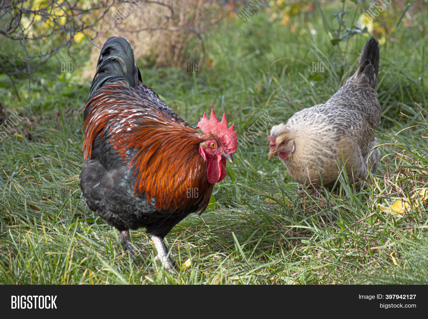 Rooster Hen Maran Image & Photo (Free Trial) | Bigstock